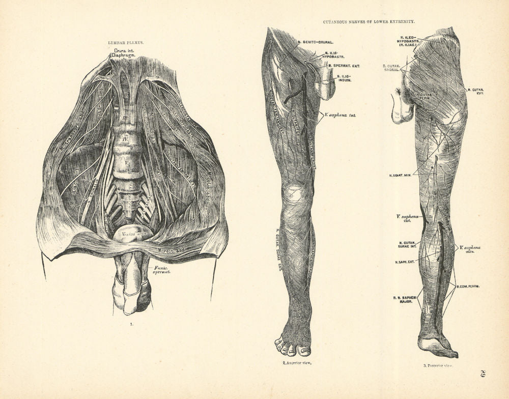 Anatomy. Lumbar Plexus, Cutaneous Nerves of Lower Extremity 1880 old ...