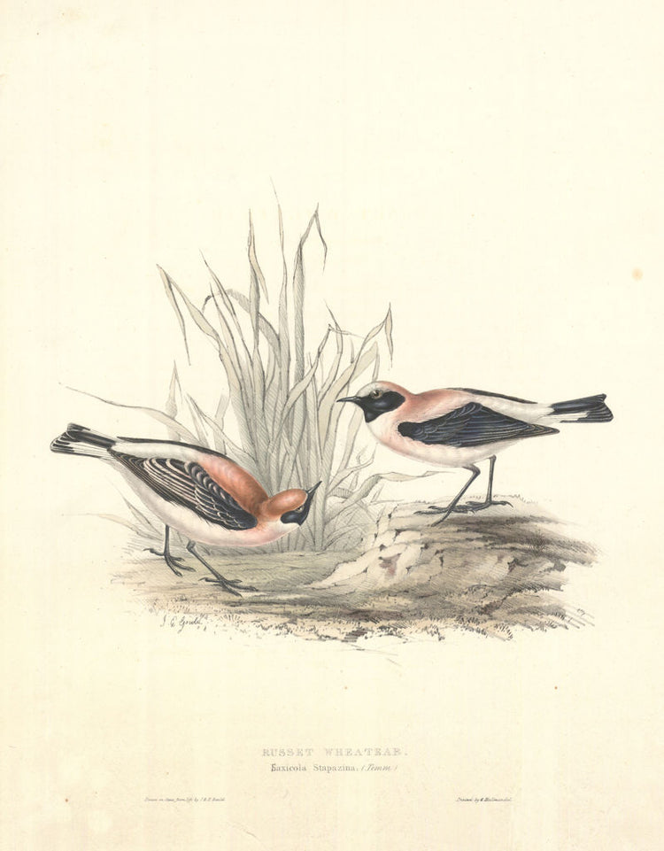 Russet (but Eastern black-eared) Wheatear by John & Elizabeth Gould ...